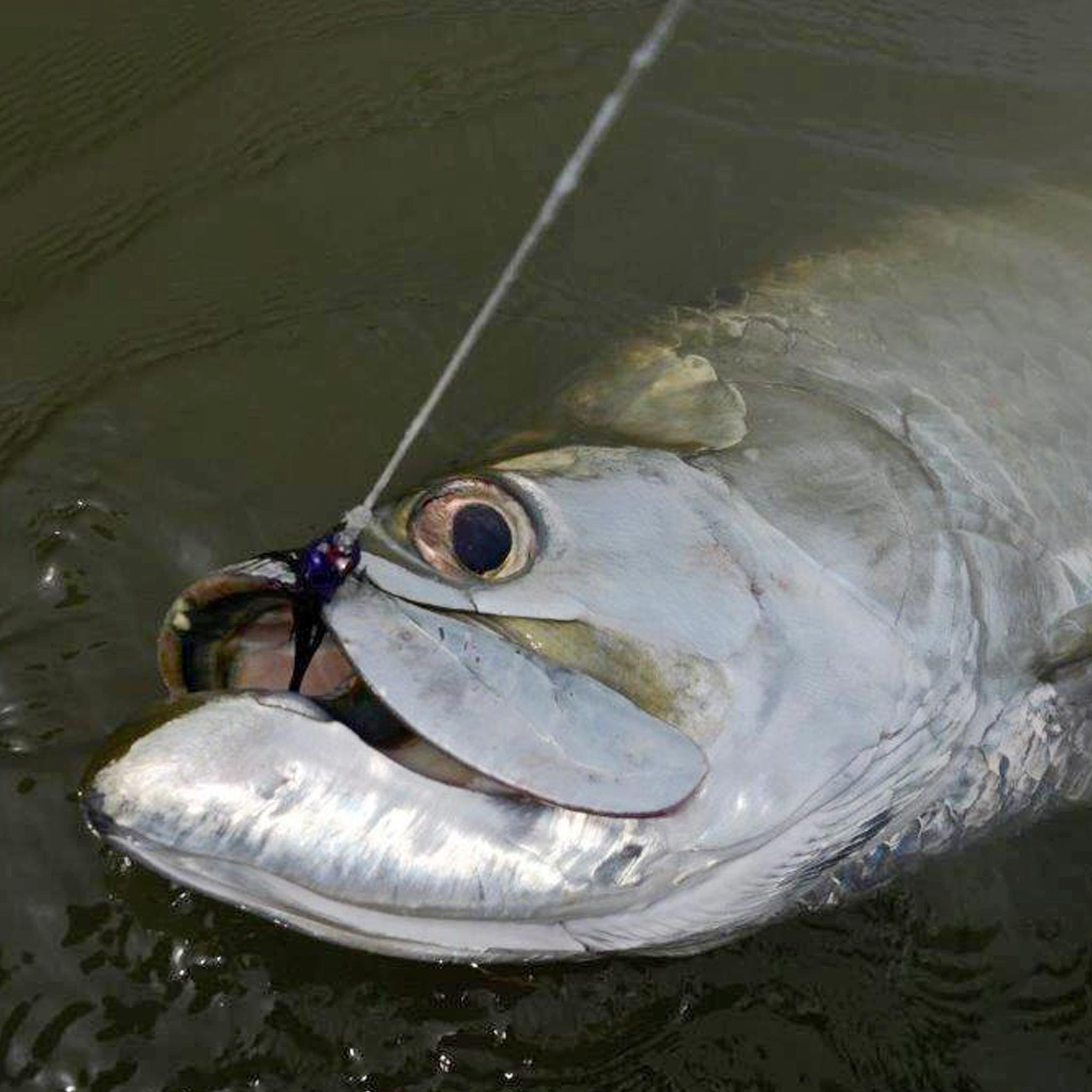 Tarpon Fly Fishing Gear: Essential for Success | Frontier Fly Fishing